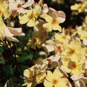 Le incredibili mutazioni di Mutabilis | MondoRose e Fiori